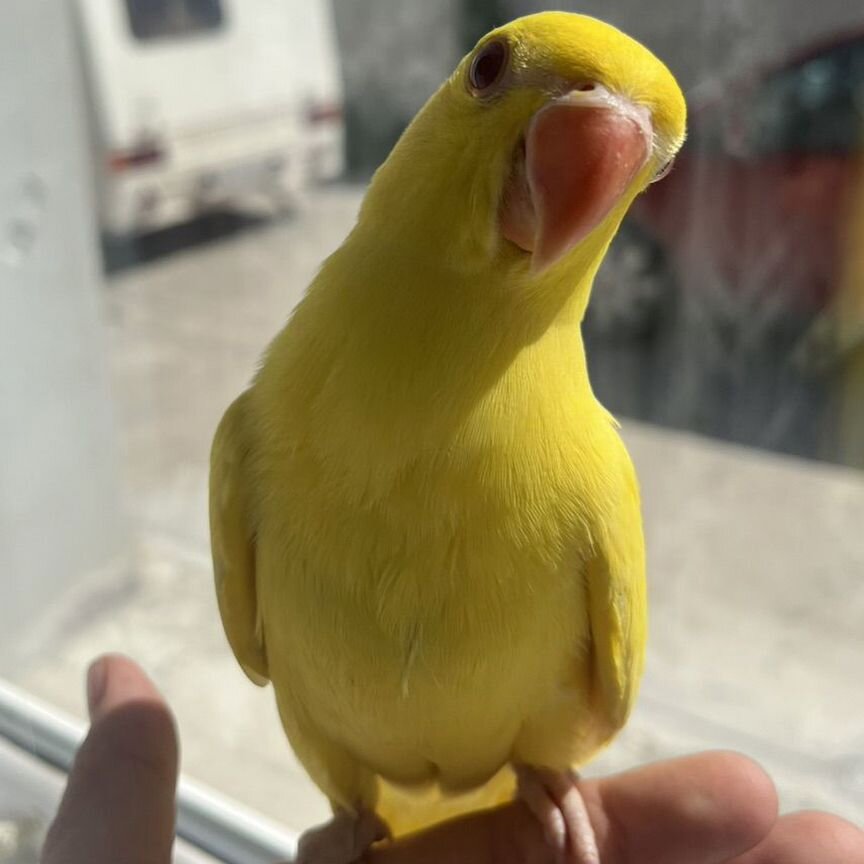 Попугай ожереловый выкормыш