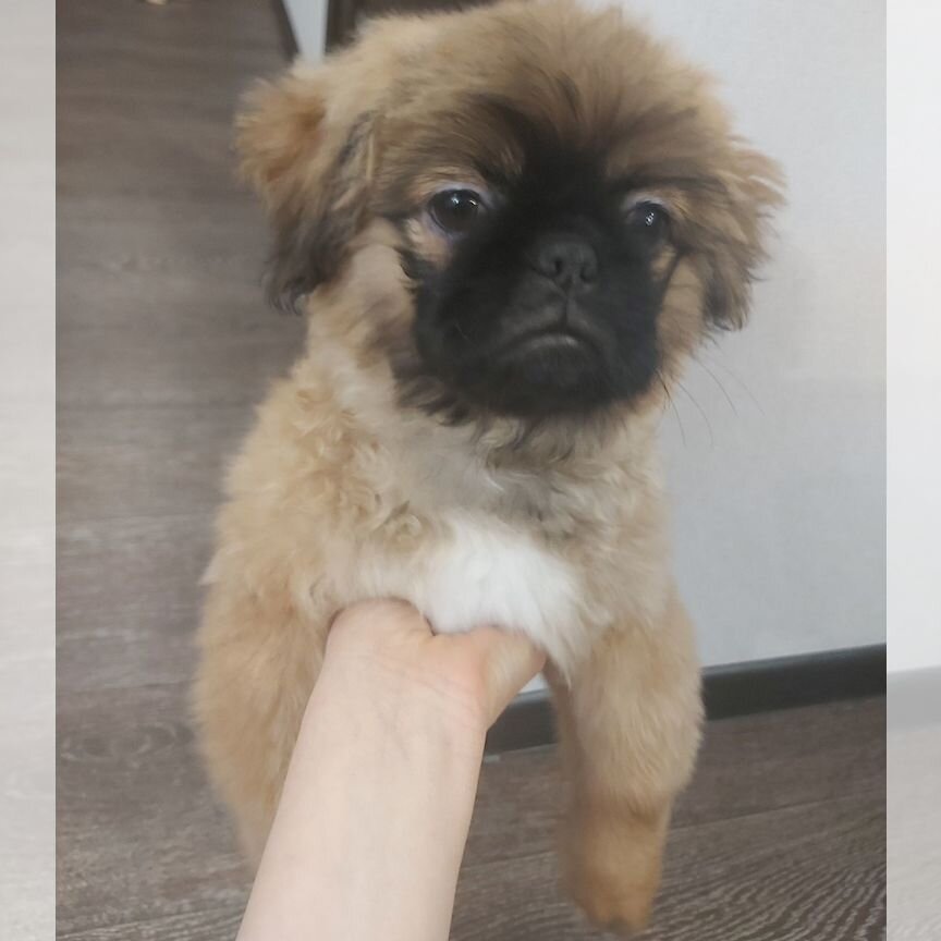 Щенки пекинеса