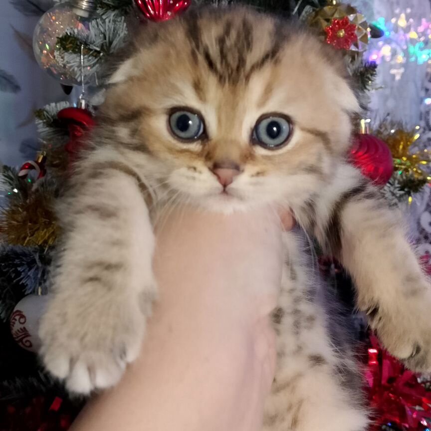 Шотландский вислоухий длинношёрстный котёнок