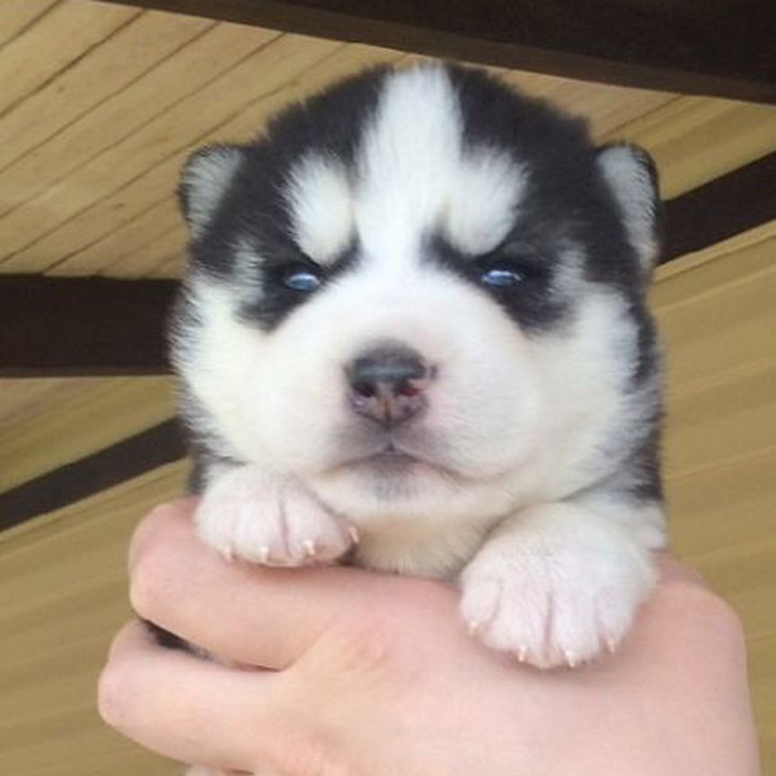 Ласковые малыши Хаски