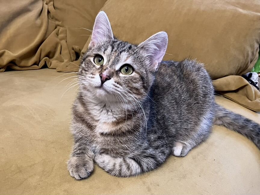 Котенок, Ася, 6 мес. в добрые руки