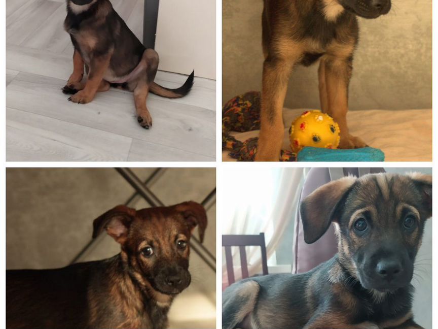 Красивые щенки