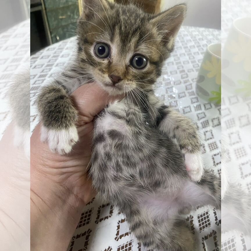 Котята
