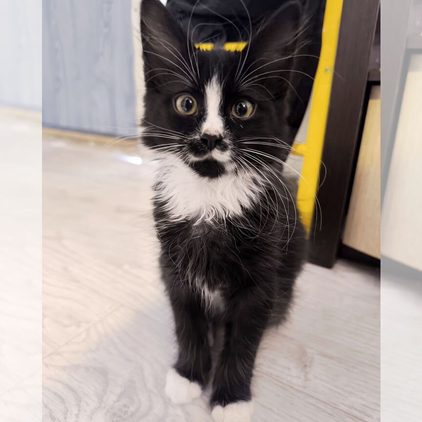 Котёнок в добрые руки