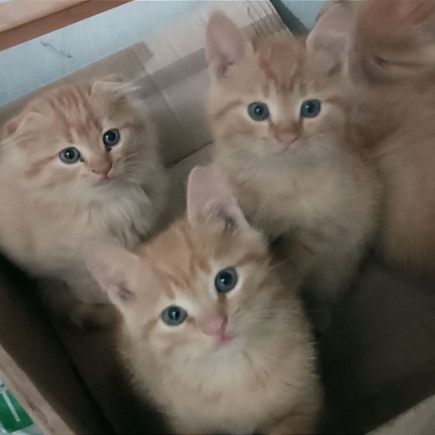 Котята в добрые руки