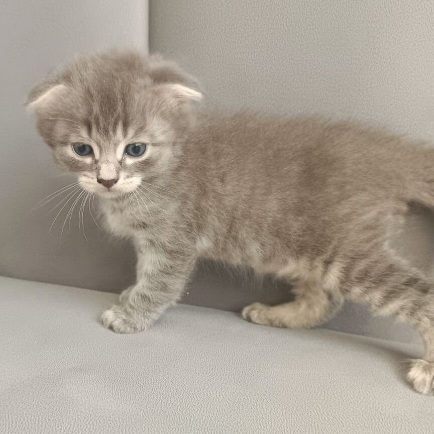 Британский длинношёрстный котёнок