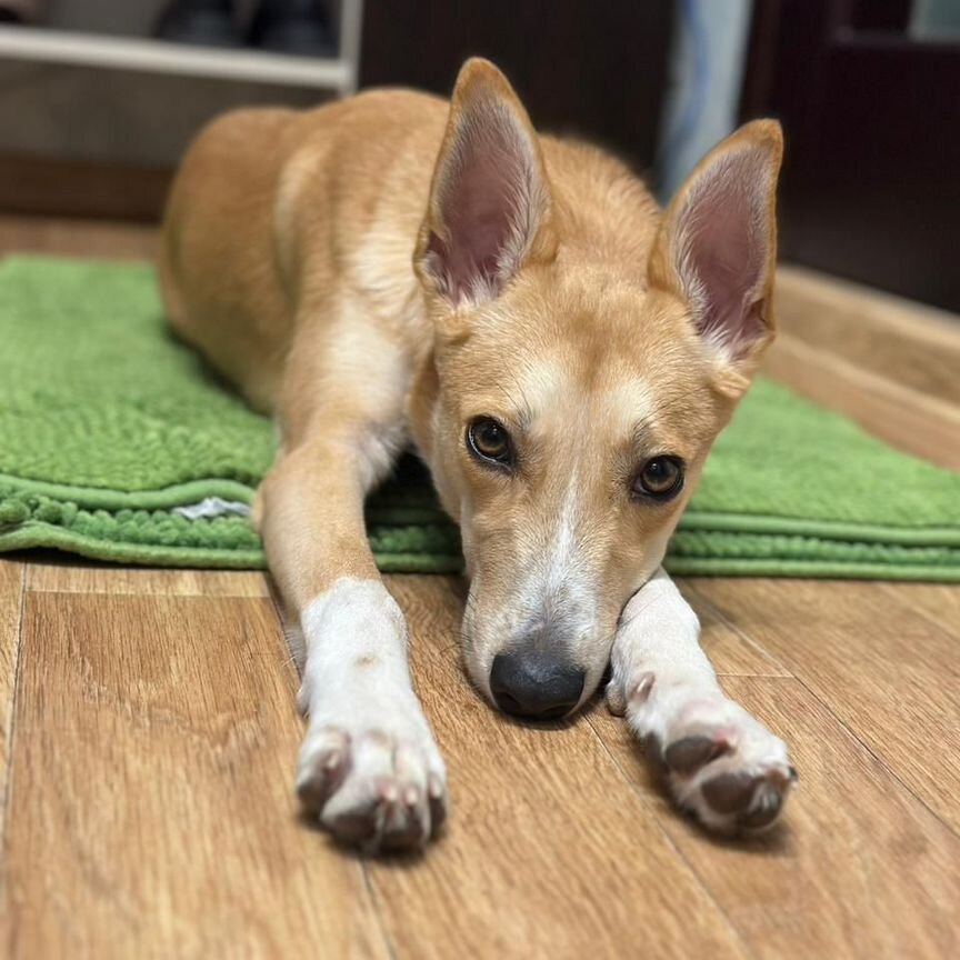 Щенок метис