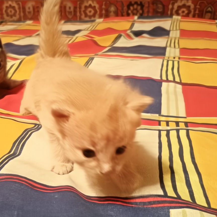 Котёнок от частного владельца