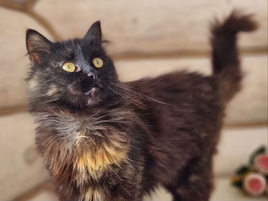 Пушистая кошка Черепашка