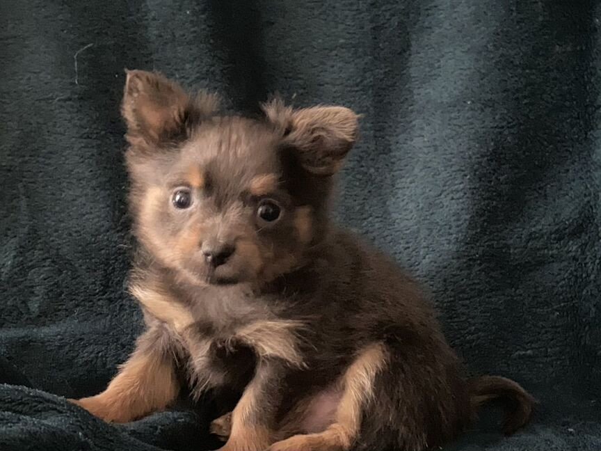 Щенки чихуахуа