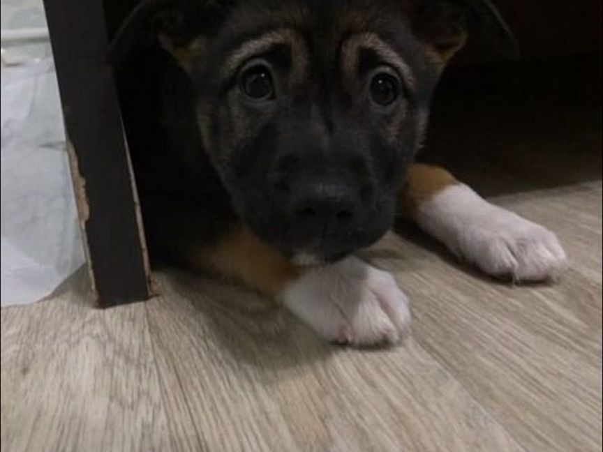 Щенок в добрые руки