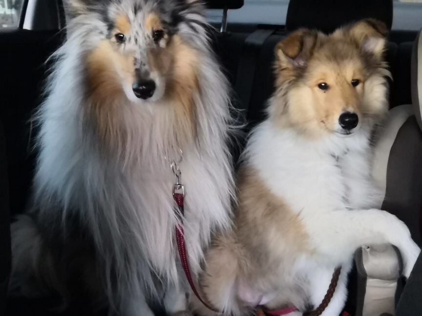 Рыжее счастье Лесси (Златоуст)