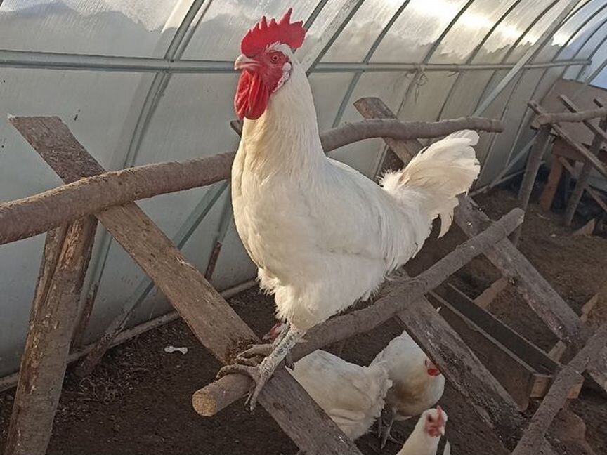 Продам семью яично-мясной породы брессгалы