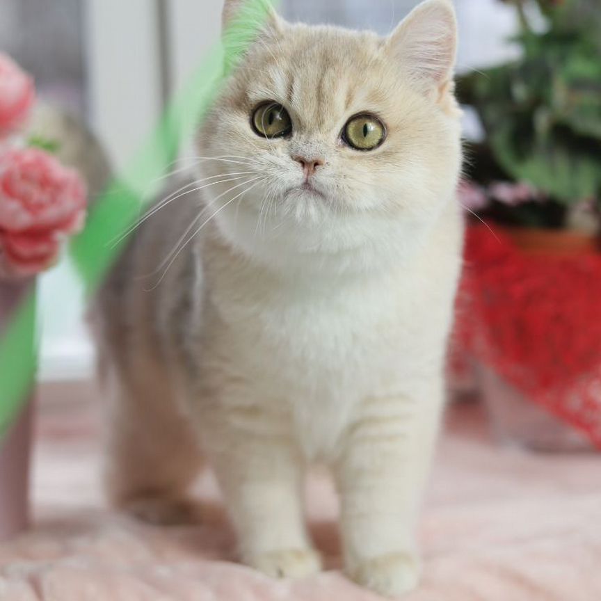 Британский короткошёрстный котёнок