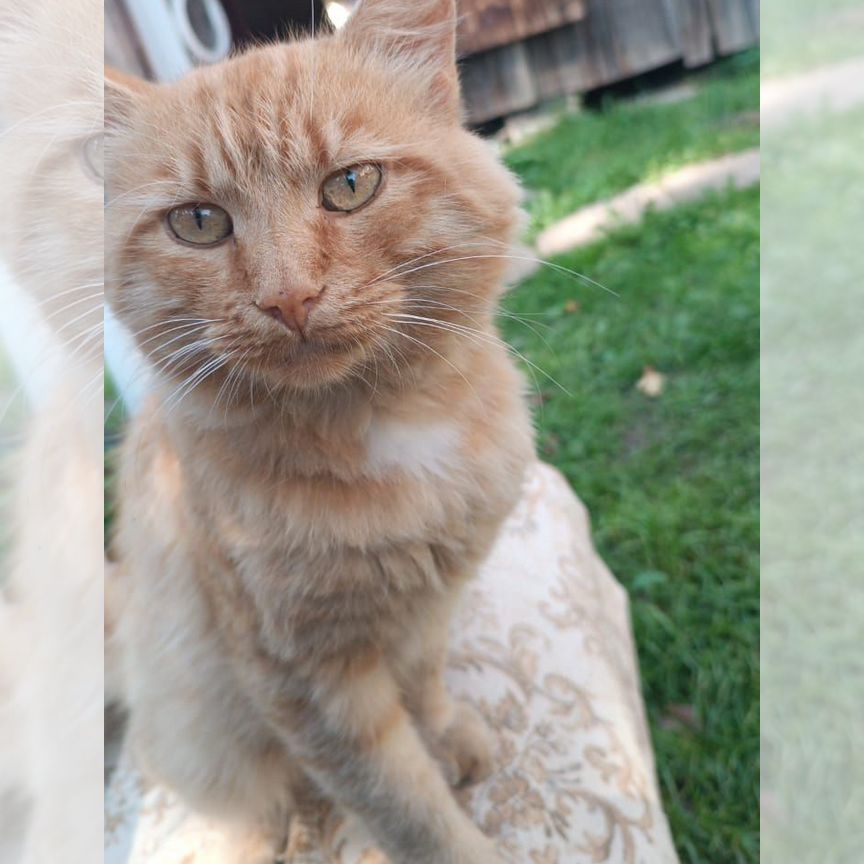 Котик ласковый рыжик