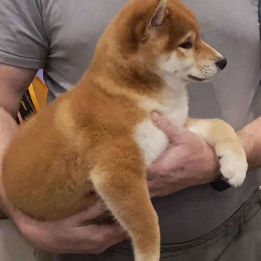 Щенки Сиба ину