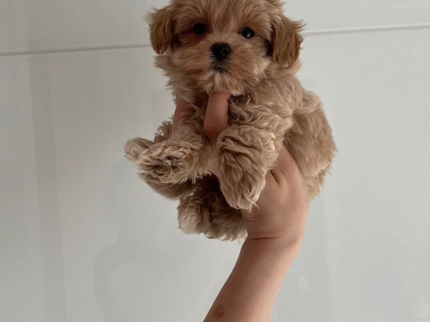 Мальтипу ф1 роскошная девочка карамель premium