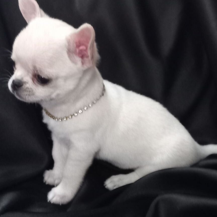 Щенки чихуахуа