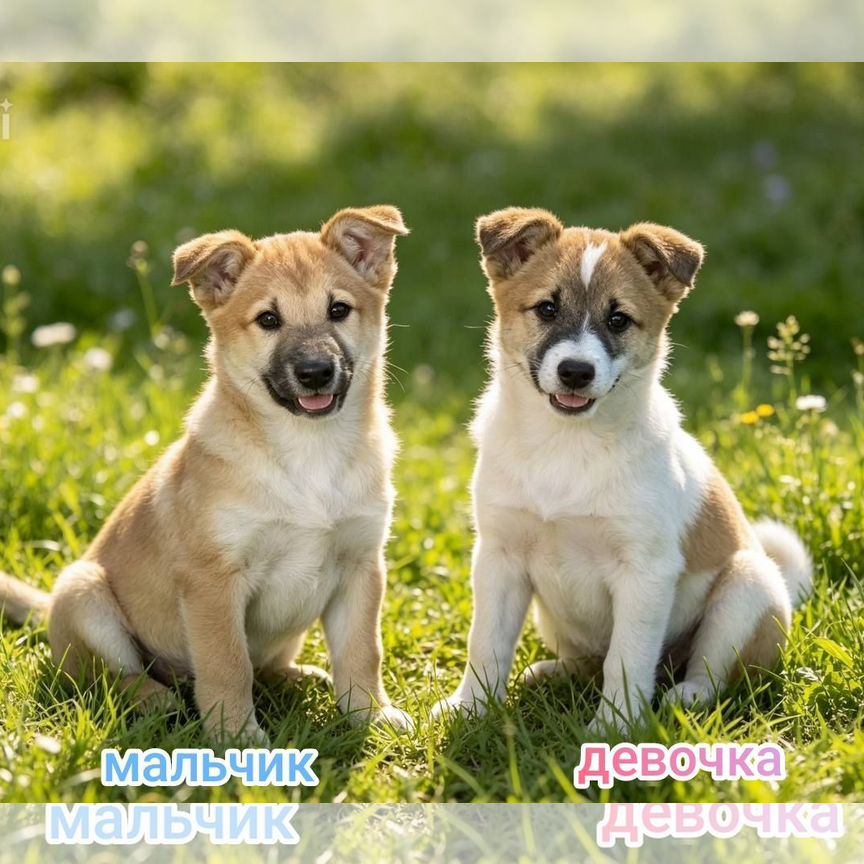 Щенок в добрые руки