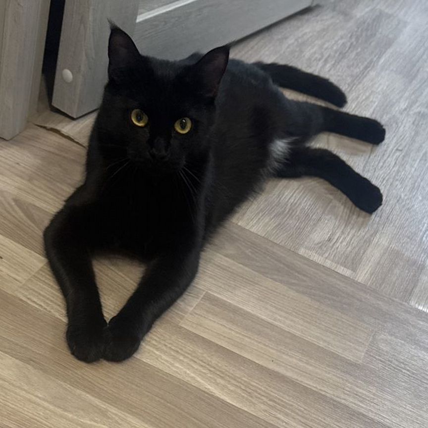 Мейн-кун, взрослая кошка