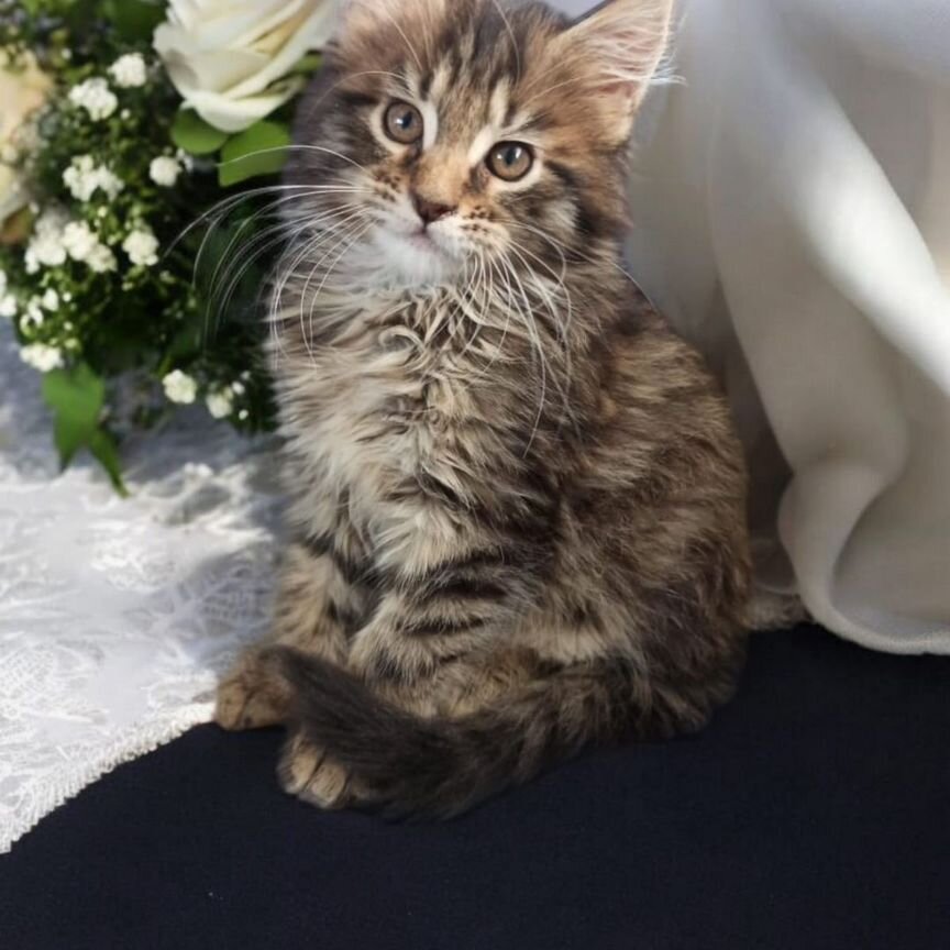 Любимый мейн кун 18тыс котята