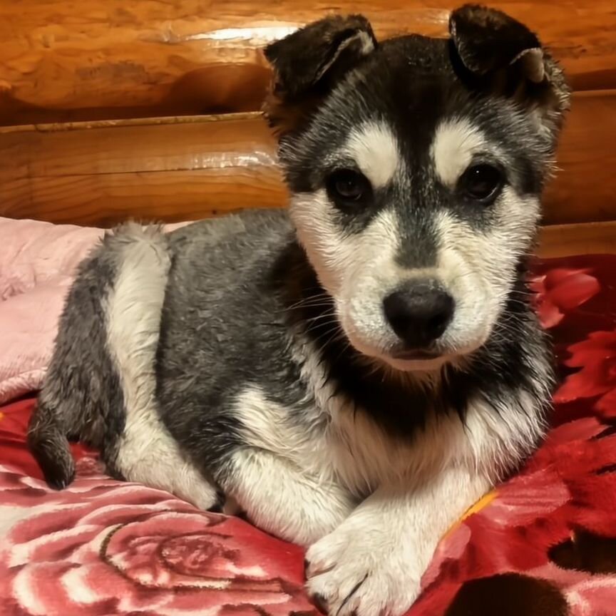 Щенок в добрые руки