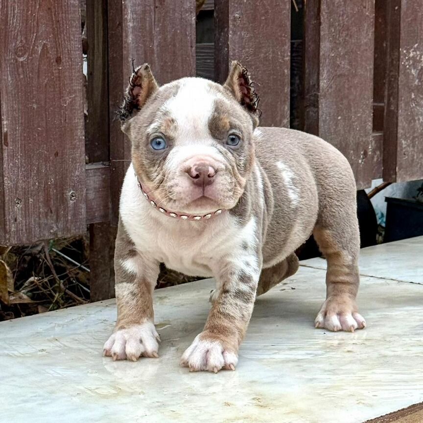 Американский булли, щенок