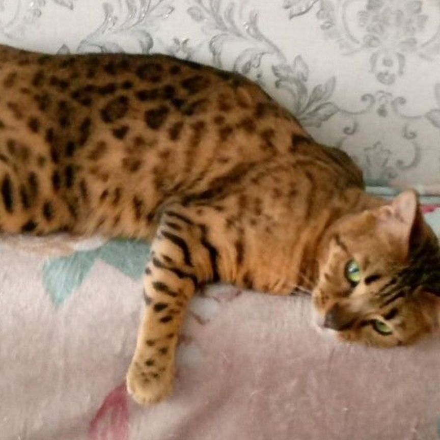 Бенгальская, взрослая кошка