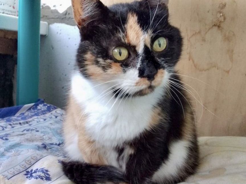 Трехцветка на счастье