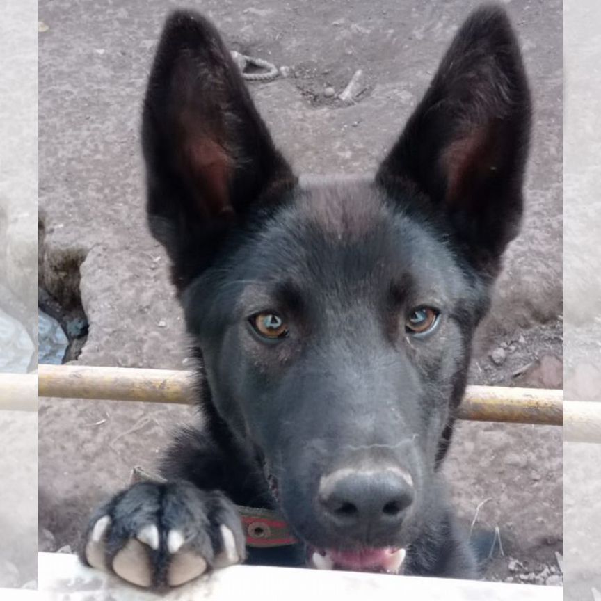 Немецкая овчарка