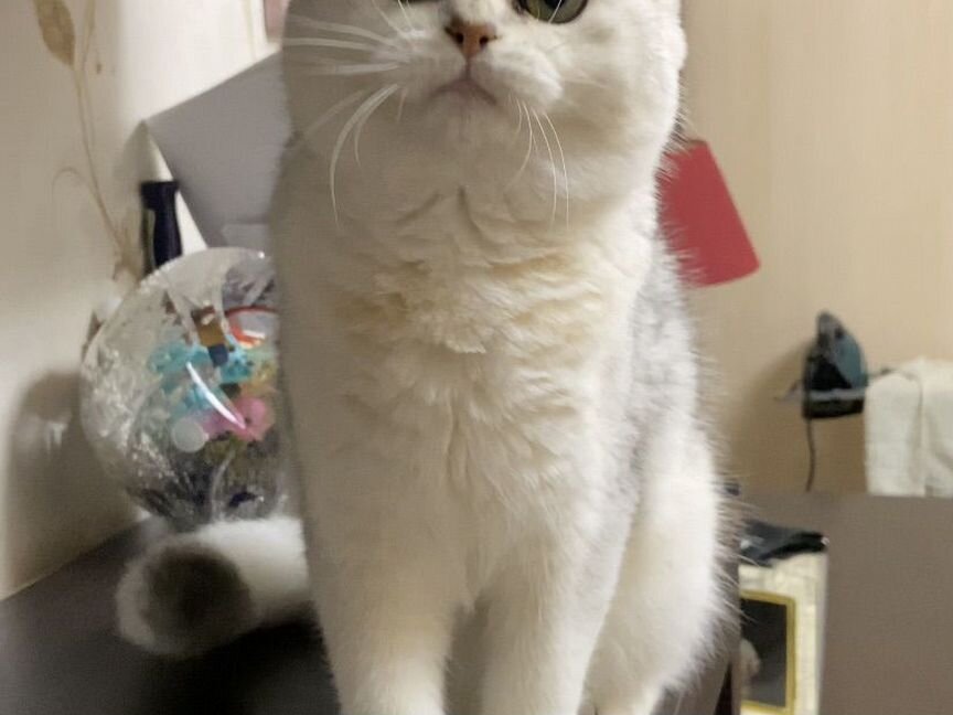 Шотландская кошечка Ежевика