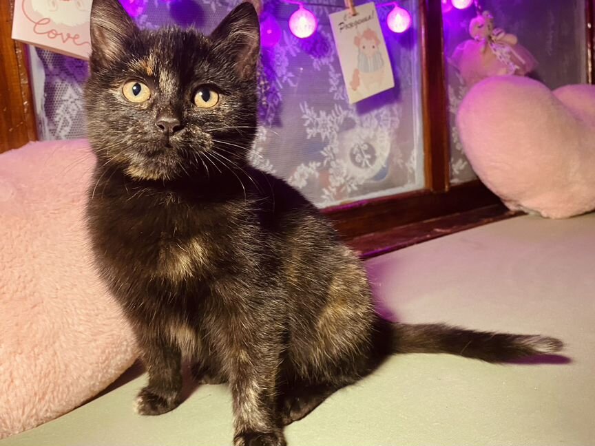 Котенок трехцветка Черничка