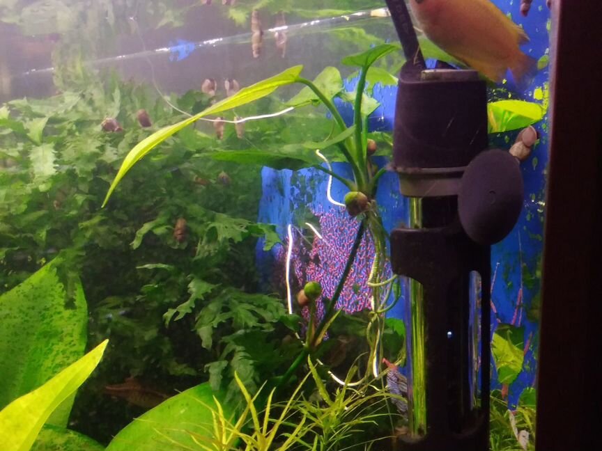 Эхинодорус горизонтальный, Папортник больбитис