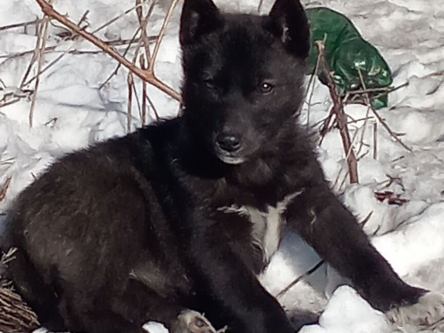 Замерзают два малыша на заброшенной даче