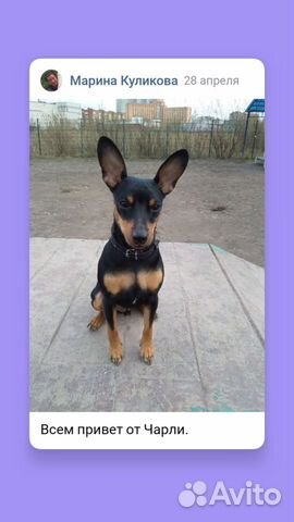 Вязка цвергпинчер