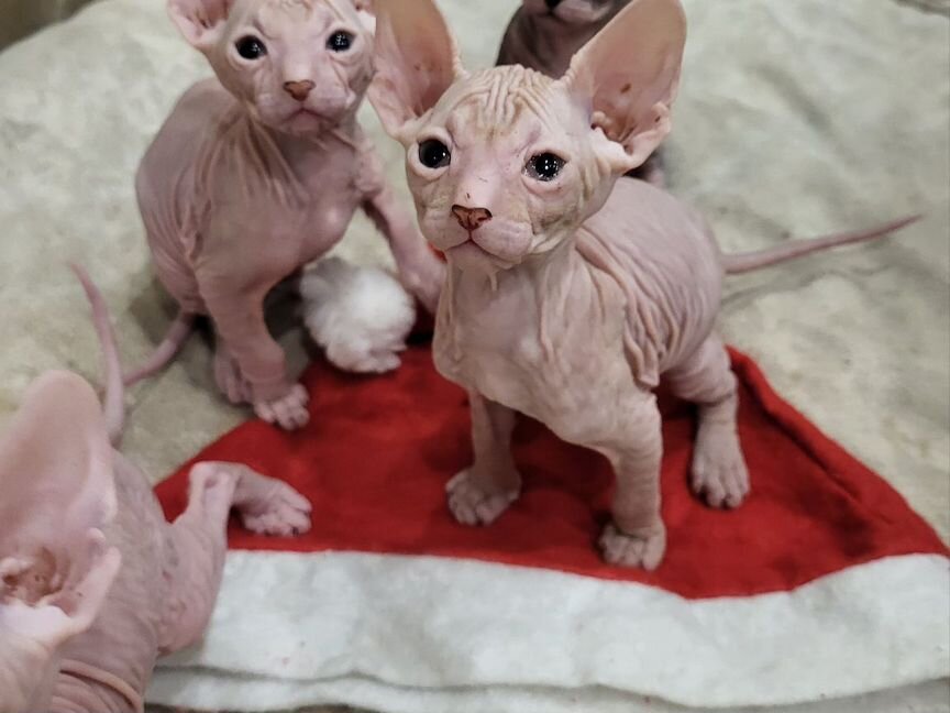 Канадский сфинкс котята