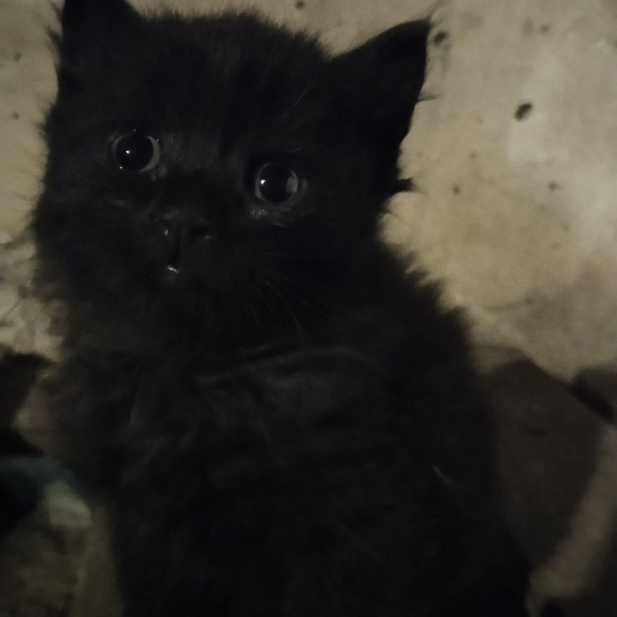 Черный котенок