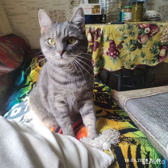 Хозяйки больше нет. ищем новую