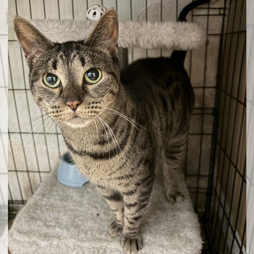 Взрослая, кошка в добрые руки