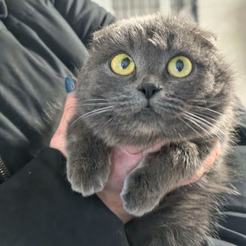 Вислоухая кошечка бесплатно