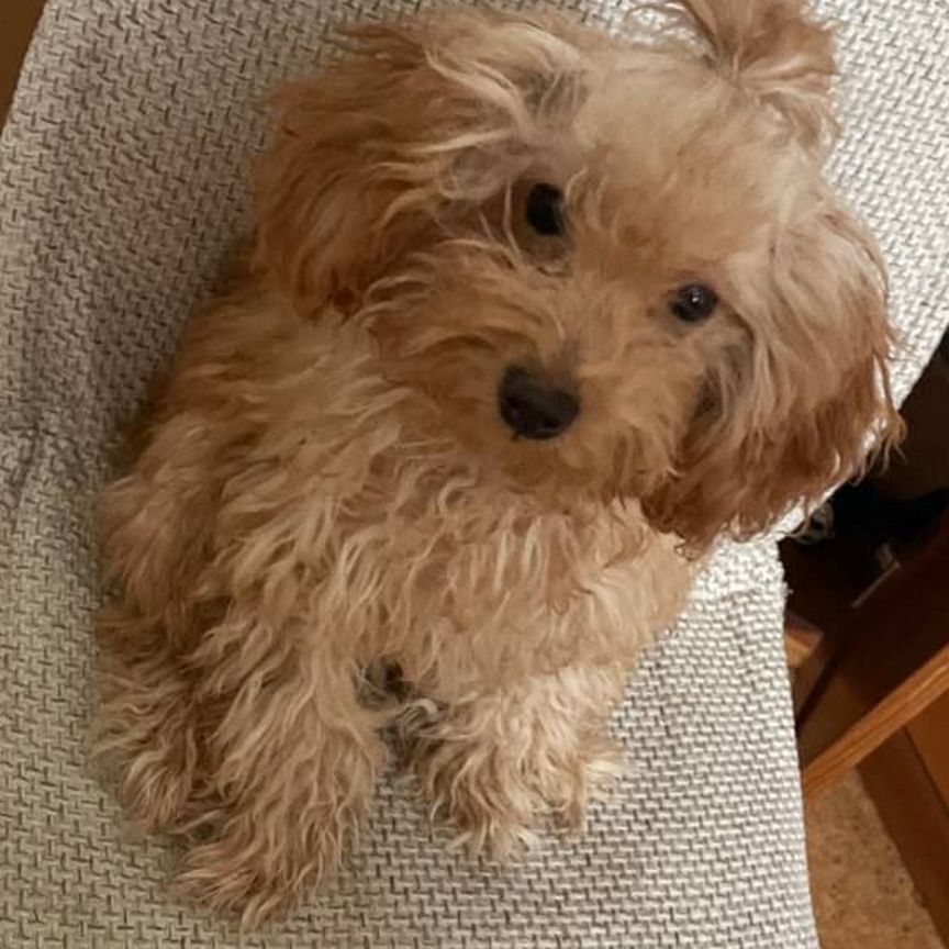 Той-пудель, щенок