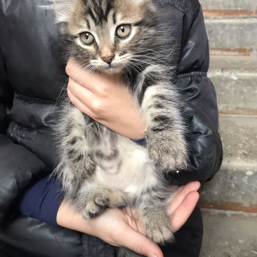 Котенка отдам в добрые руки бесплатно
