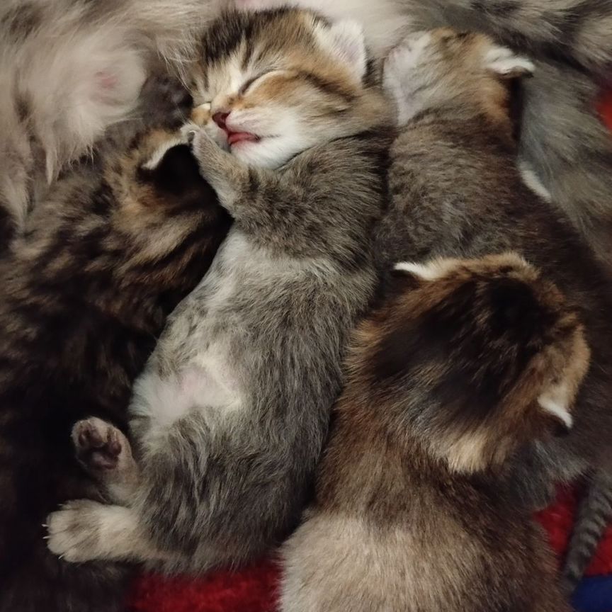 Котята британцы