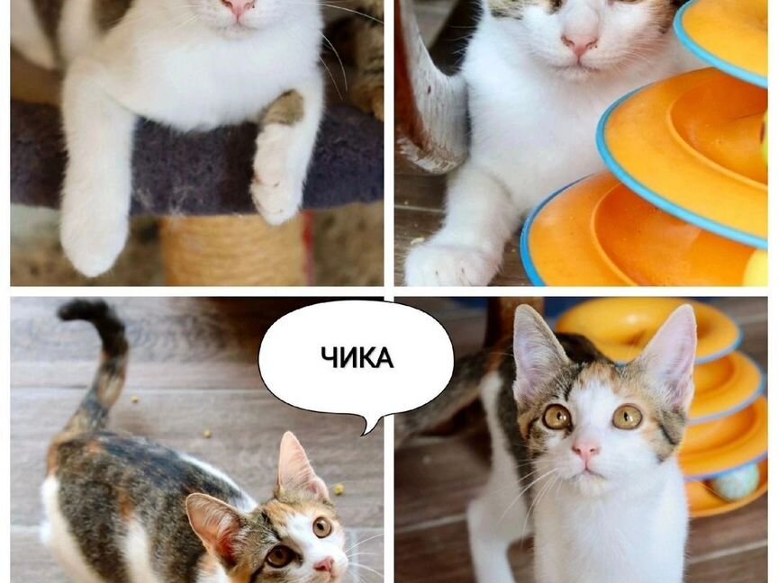 Чика ищет дом
