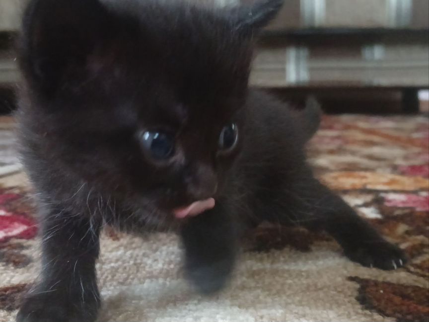 Котята