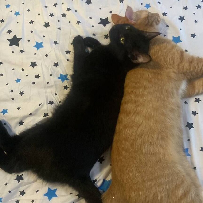 Котята в добрые руки бесплатно