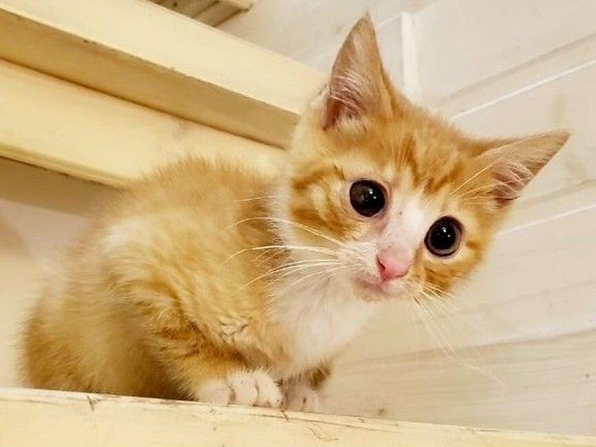 Котенок солнышко девочка. Ищет дом
