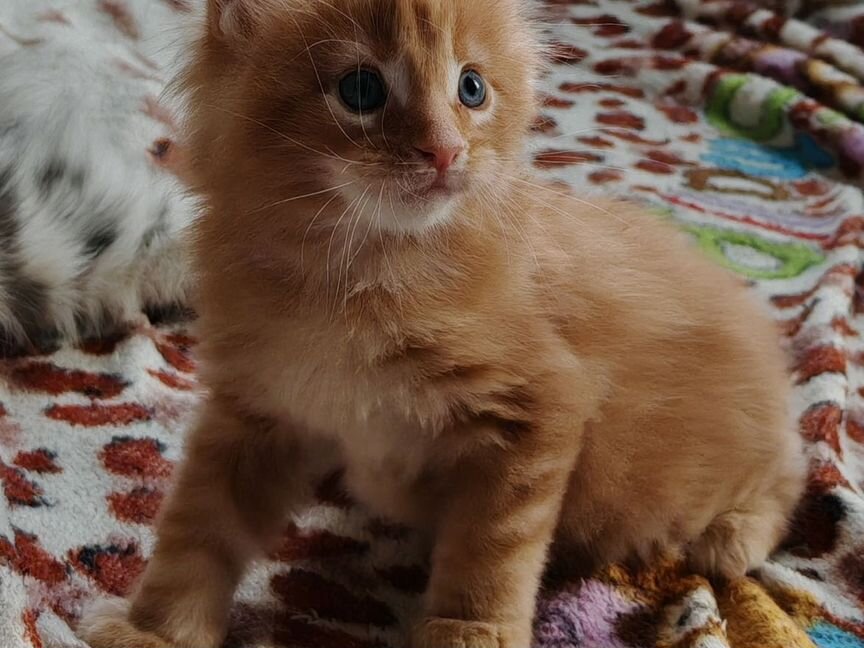 Котёнок мейн-кун