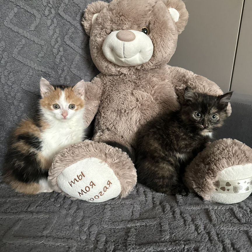 Котята в добрые руки