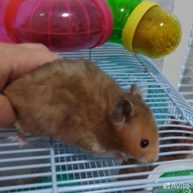 Сирийский хомяк. Взрослый.Осталось 2 хомяка